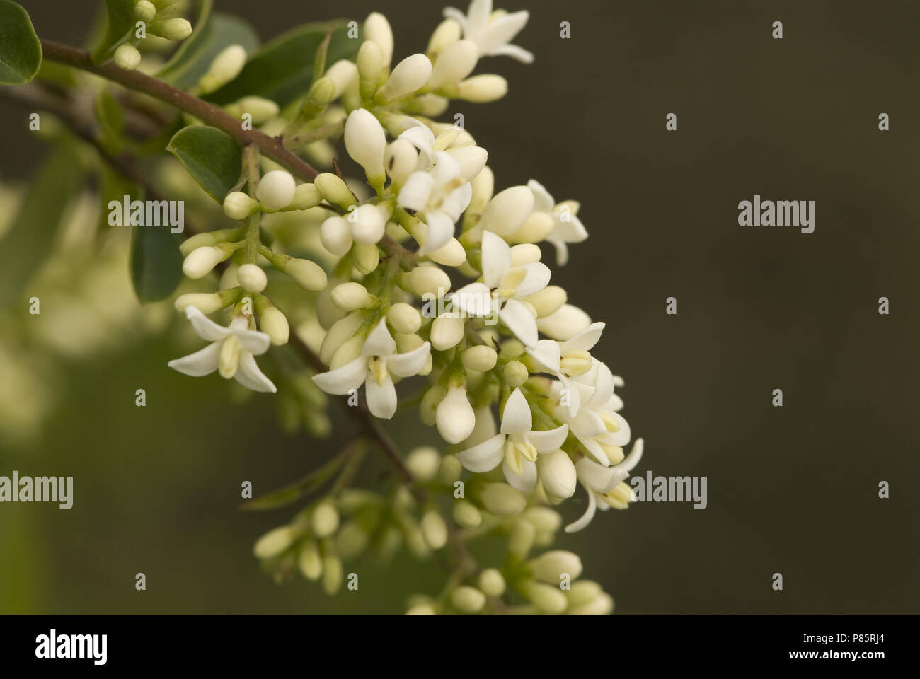 Liguster ligustrum vulgare -Fotos und -Bildmaterial in hoher Auflösung ...