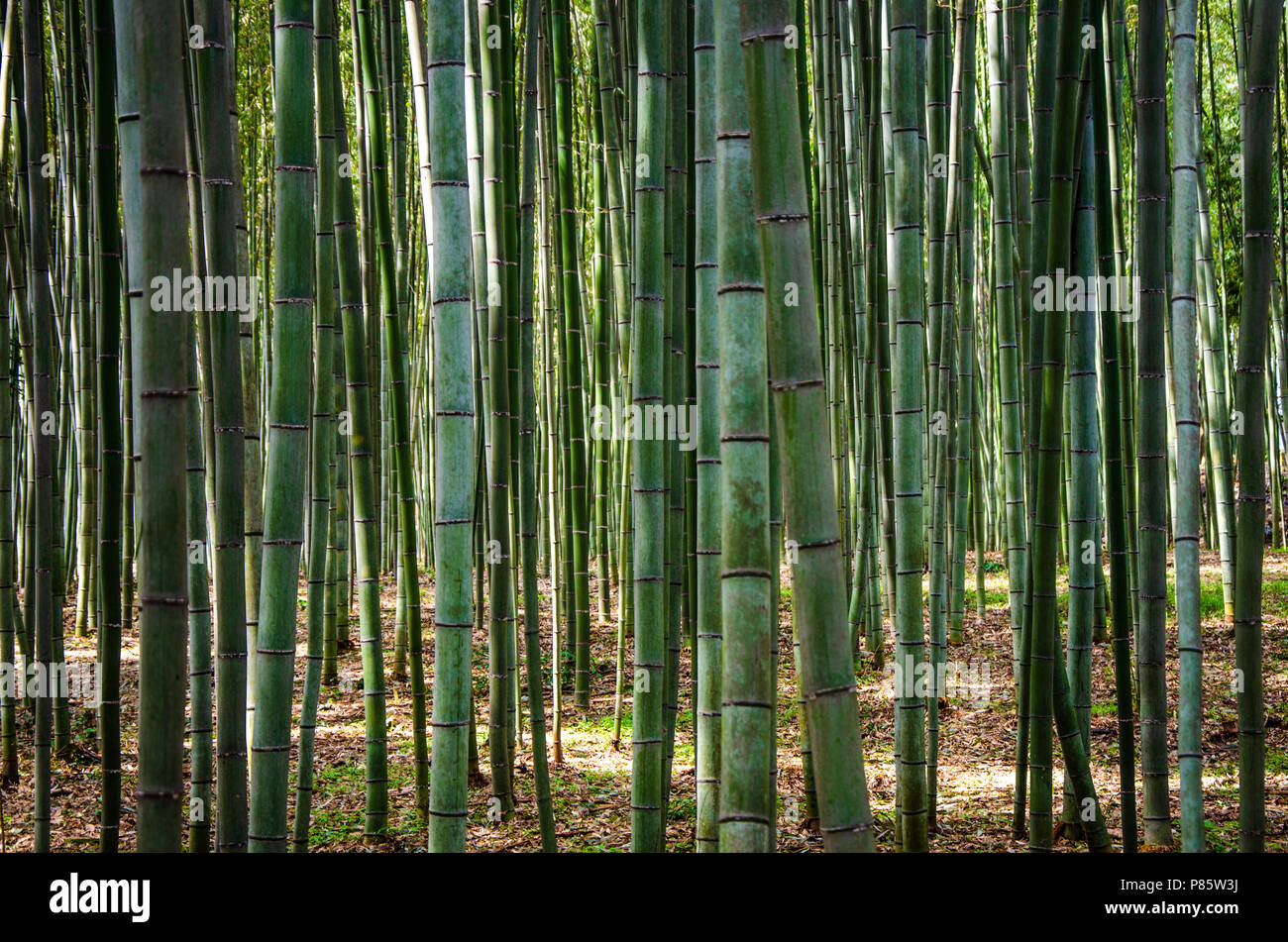 Bambus Baum Stockfotos und -bilder Kaufen - Alamy