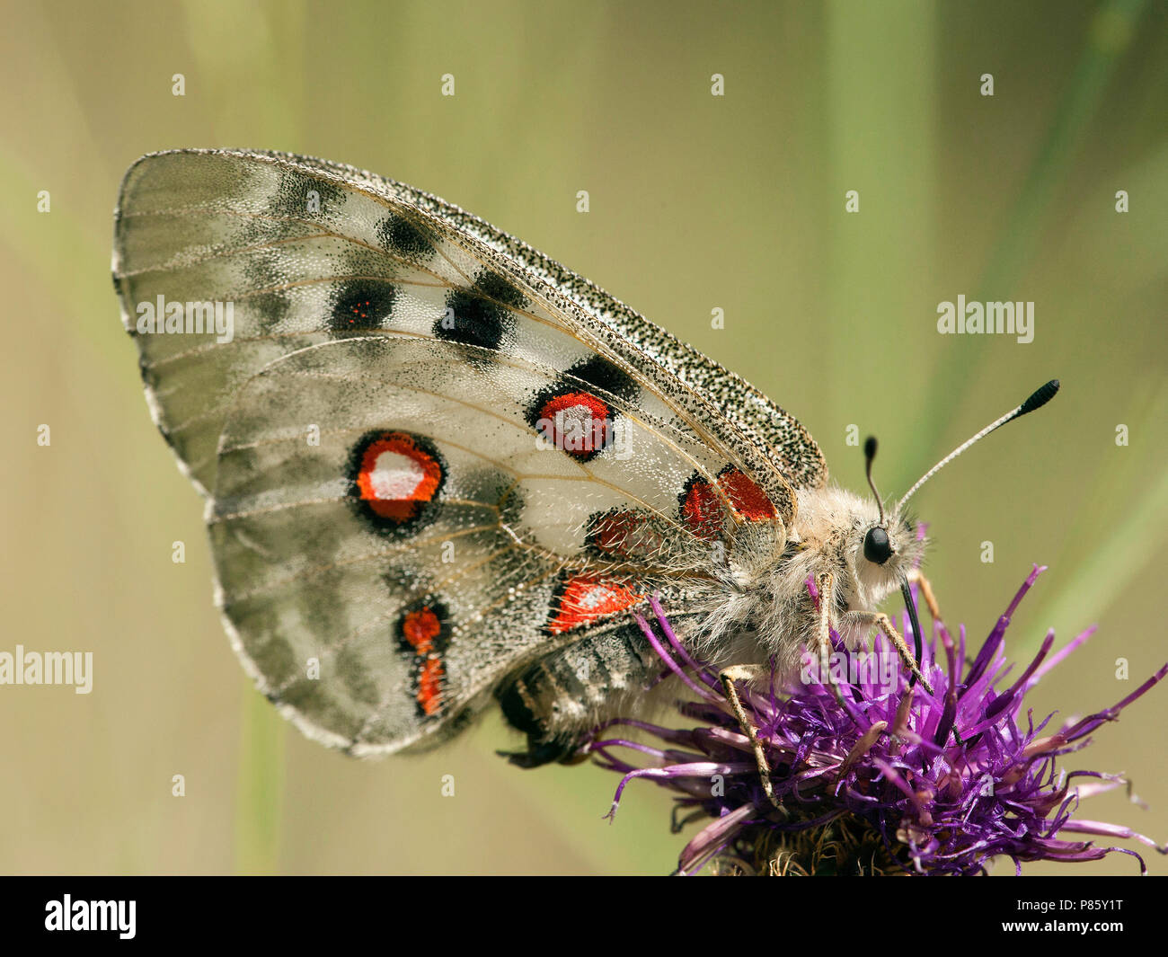 Apollo vlinder -Fotos und -Bildmaterial in hoher Auflösung – Alamy