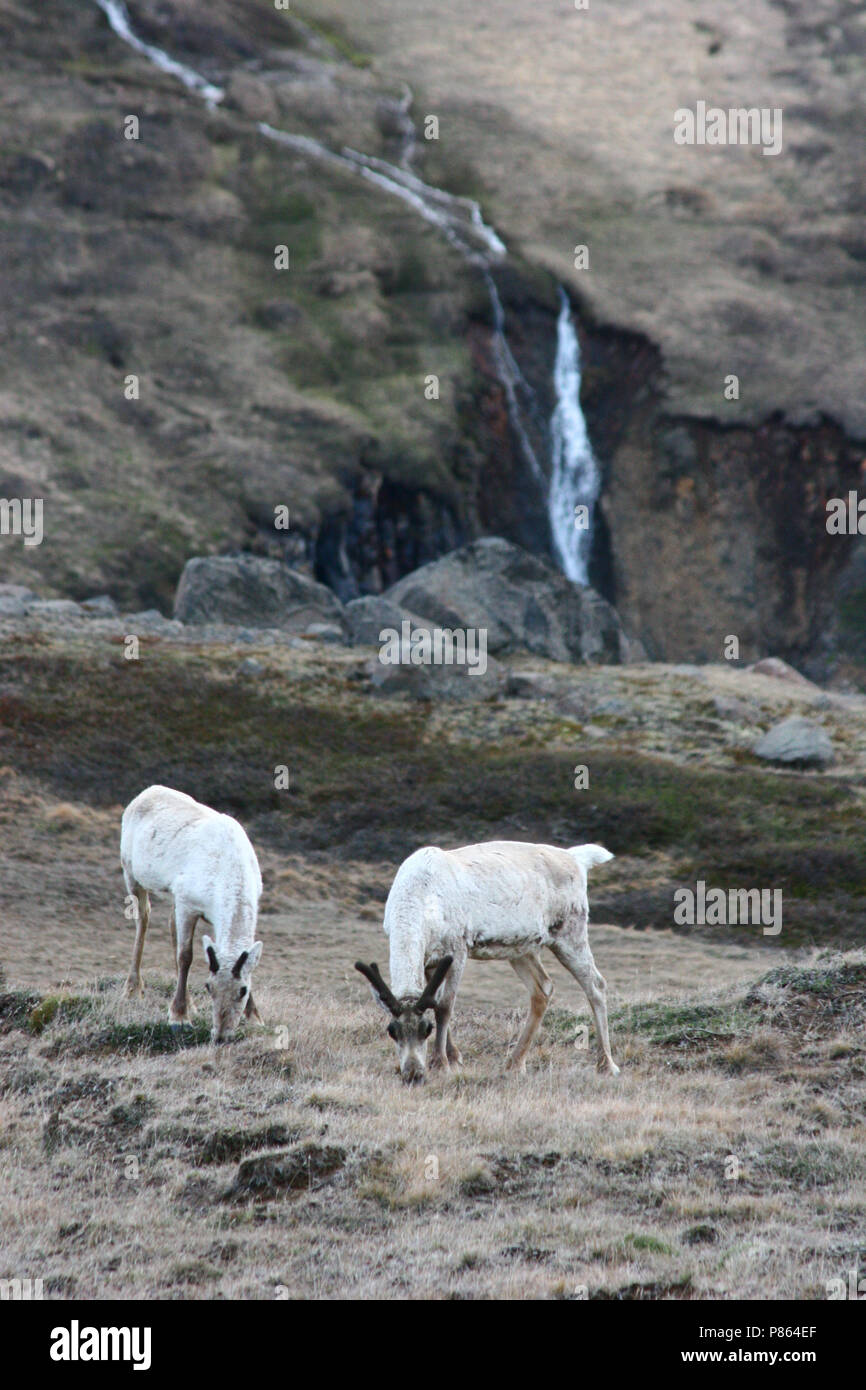 Rentier essen -Fotos und -Bildmaterial in hoher Auflösung – Alamy