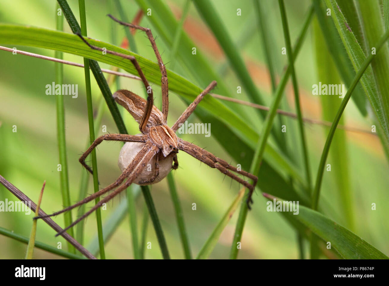 Wolfspin met eicocon; wolf spider Mit ei Sack Stockfotografie - Alamy