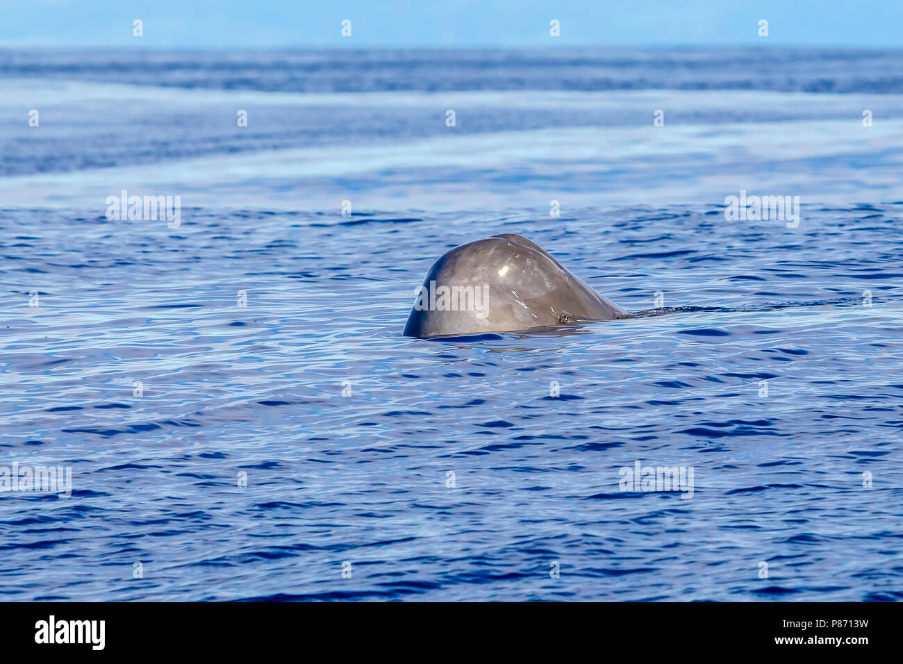 Pot whale -Fotos und -Bildmaterial in hoher Auflösung – Alamy