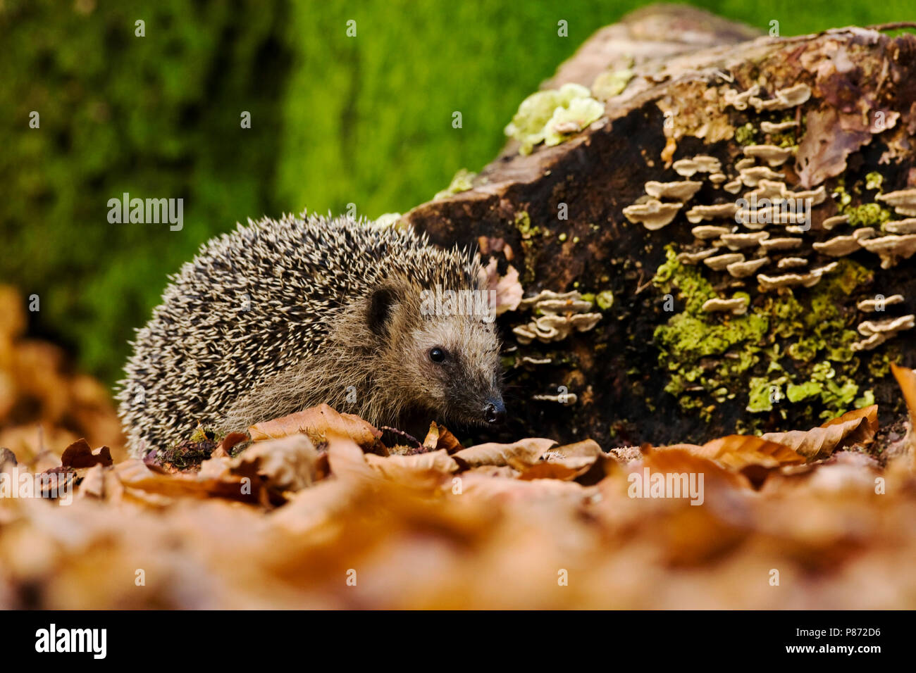 Igel wald -Fotos und -Bildmaterial in hoher Auflösung – Alamy