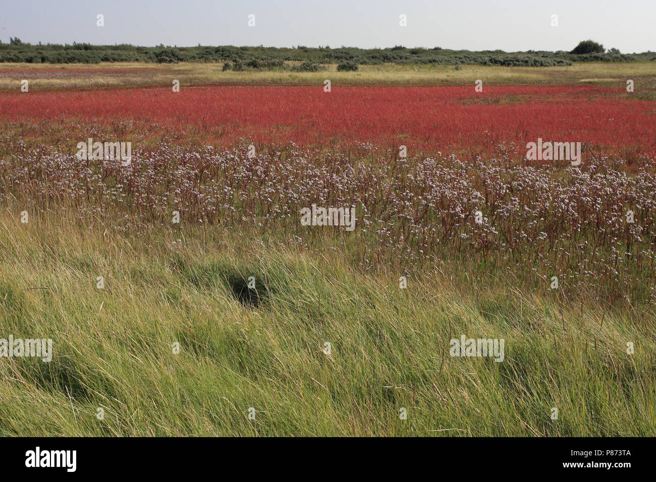 Slikken van flakkee -Fotos und -Bildmaterial in hoher Auflösung – Alamy