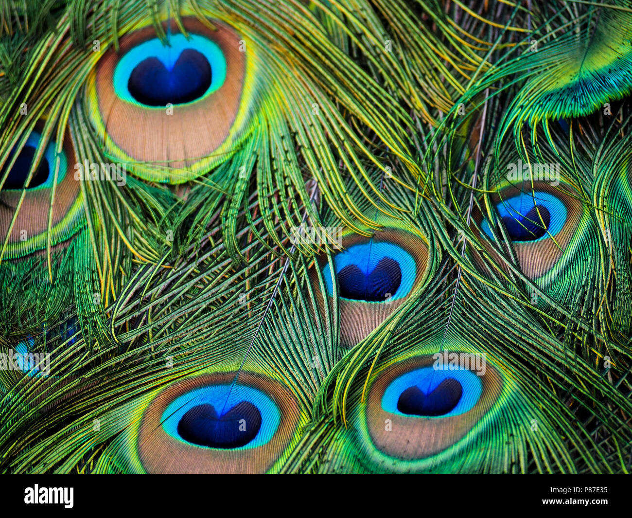 Wilder Pfau Stockfotos und -bilder Kaufen - Alamy