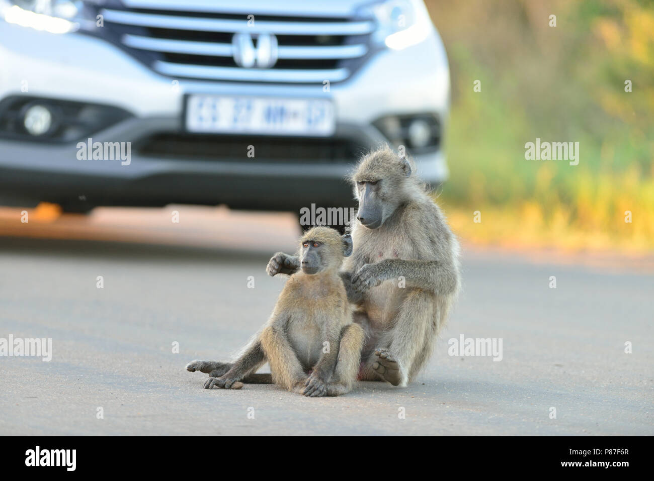 Pavian auf safari -Fotos und -Bildmaterial in hoher Auflösung – Alamy