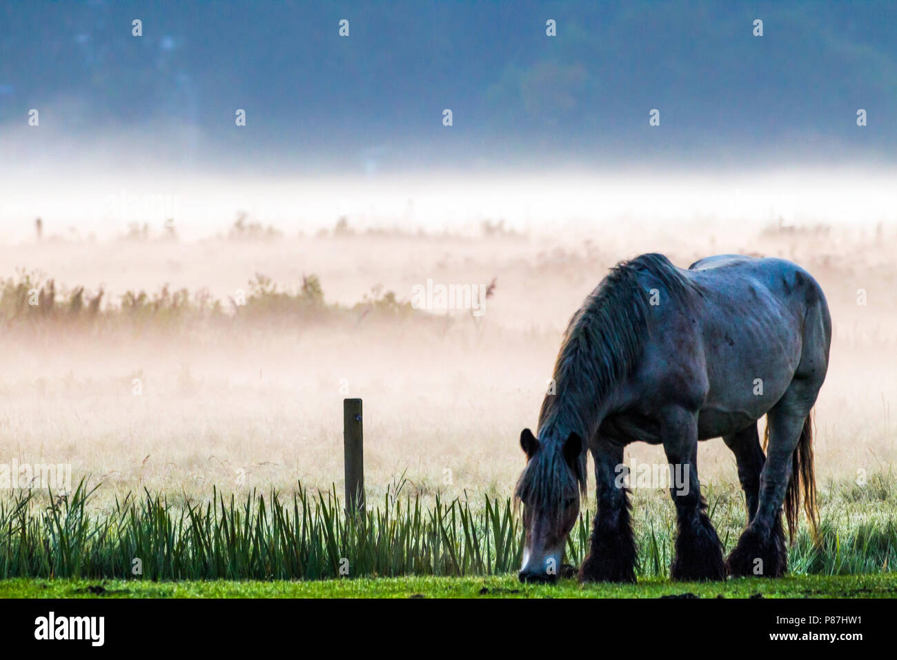 Belgisch trekpaard, Belgische Zugpferd Stockfotografie - Alamy