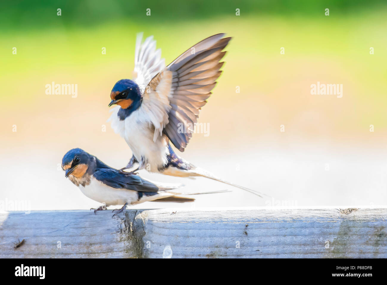 Schwalbe Hirundo rustica im Flug Landung auf dem Mate zurück ...
