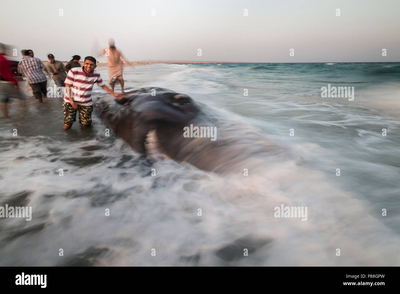 Pottwal pottwal -Fotos und -Bildmaterial in hoher Auflösung – Alamy