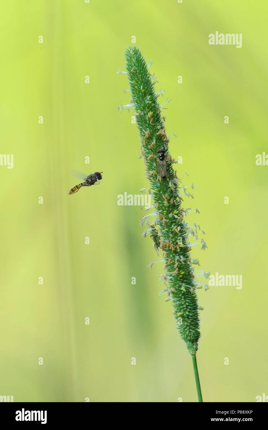 Phleum pratense subsp pratense -Fotos und -Bildmaterial in hoher ...