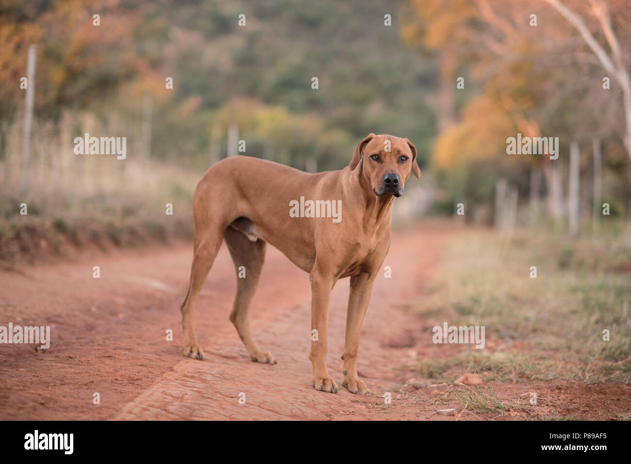 Reinrassiger rhodesian ridgeback -Fotos und -Bildmaterial in hoher ...