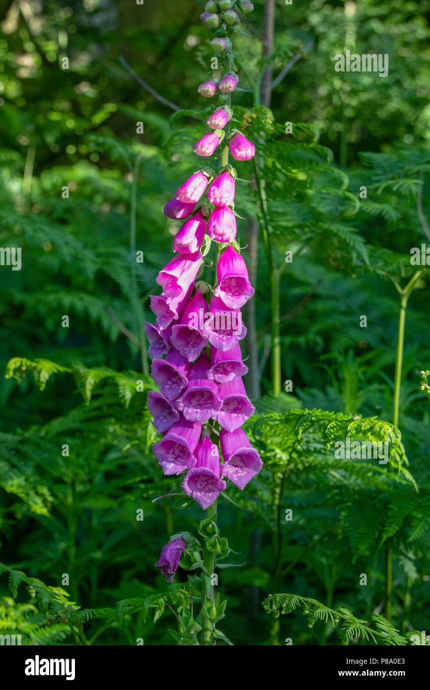Fingerhut blume -Fotos und -Bildmaterial in hoher Auflösung – Alamy