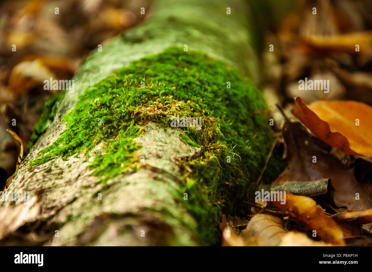 Stillleben mit moos -Fotos und -Bildmaterial in hoher Auflösung – Alamy