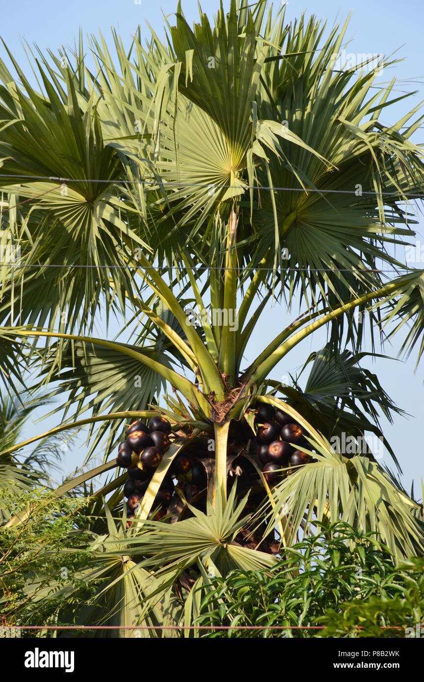 Tala palm borassus flabellifer -Fotos und -Bildmaterial in hoher ...