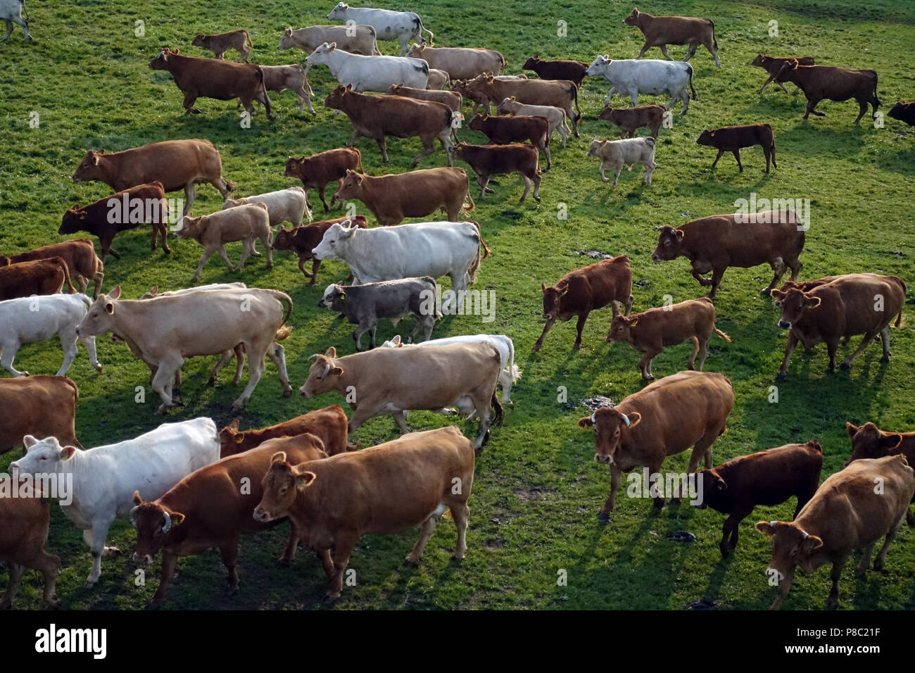 Rinder herden -Fotos und -Bildmaterial in hoher Auflösung – Alamy