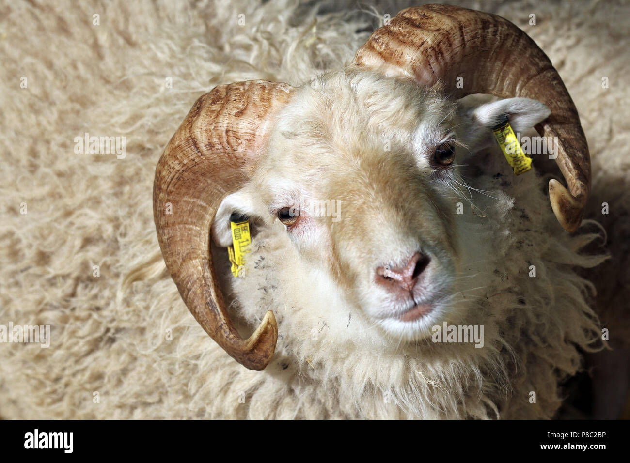 Widder tier -Fotos und -Bildmaterial in hoher Auflösung – Alamy
