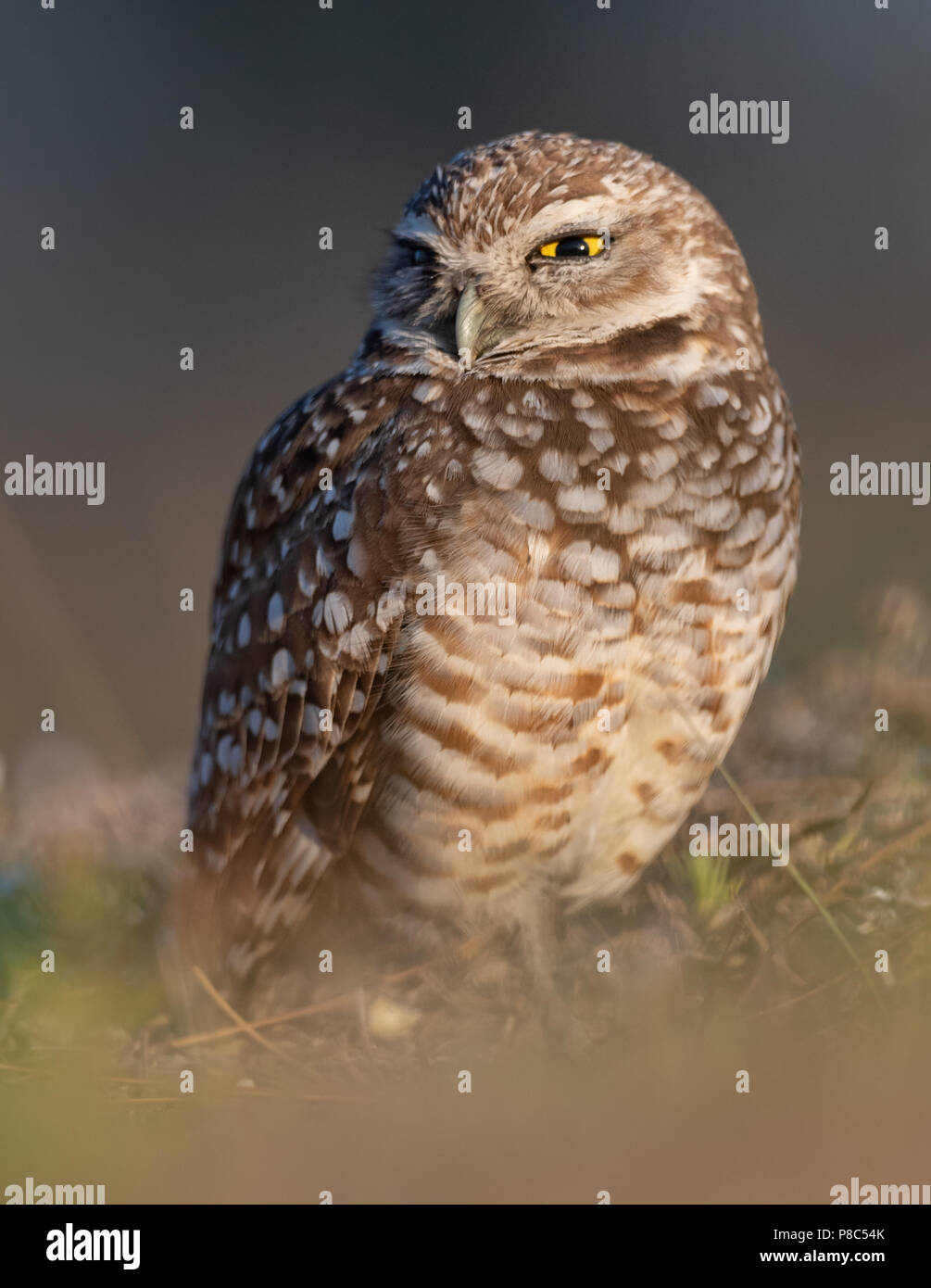 Grabende eule babys -Fotos und -Bildmaterial in hoher Auflösung – Alamy