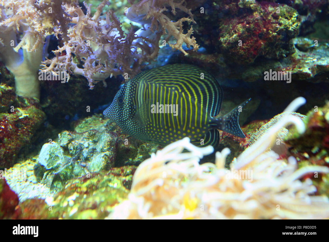 Meer blauer Fisch mit gelben Streifen verbirgt sich unter Korallen im Aquarium. Für ihr Design ...