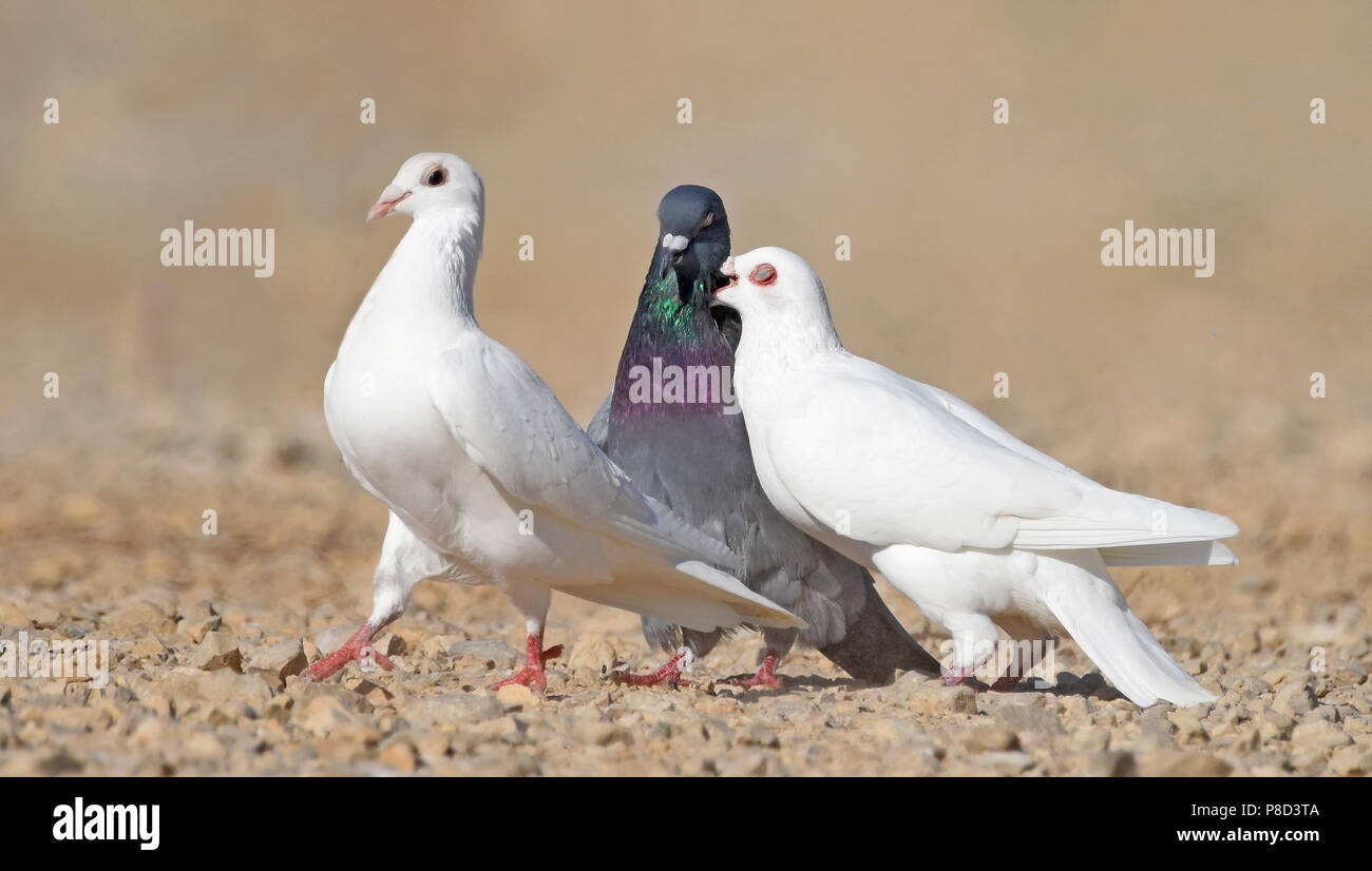 Albino tauben -Fotos und -Bildmaterial in hoher Auflösung – Alamy