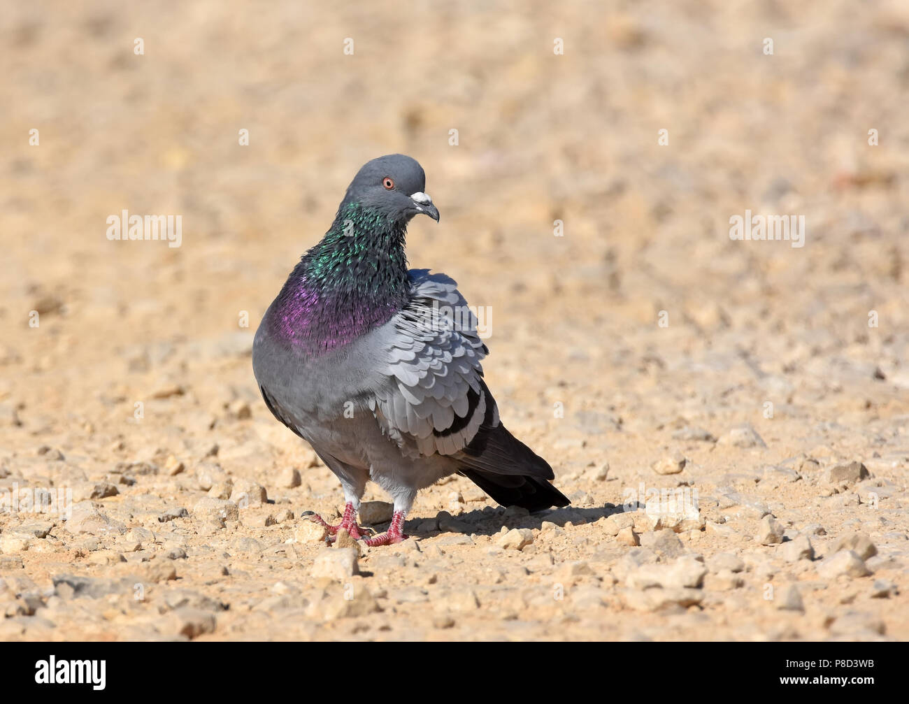 Wilde taube columba livia haustaube -Fotos und -Bildmaterial in hoher ...