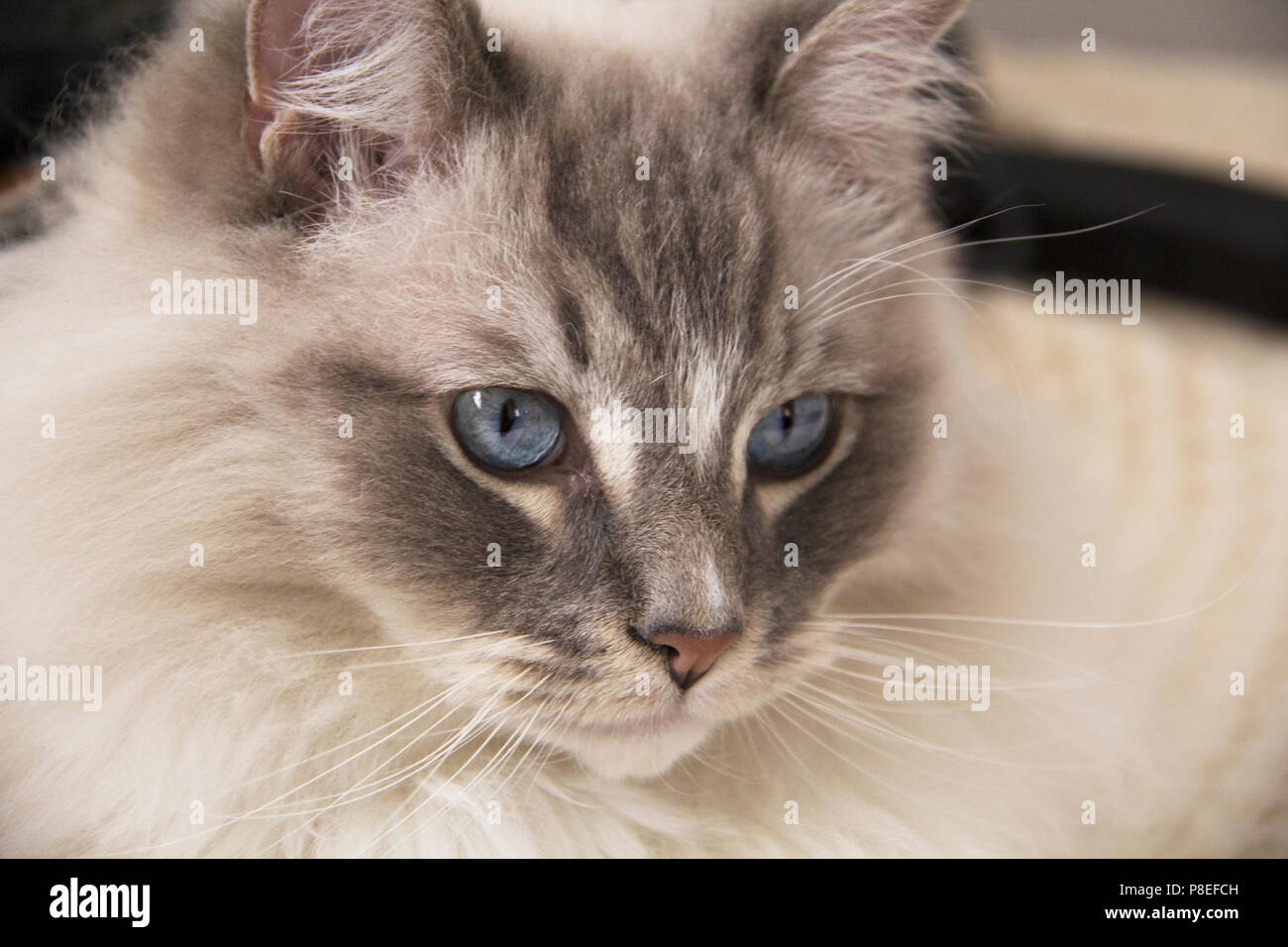 Die ragdoll ist eine katzenrasse mit blauen augen -Fotos und ...