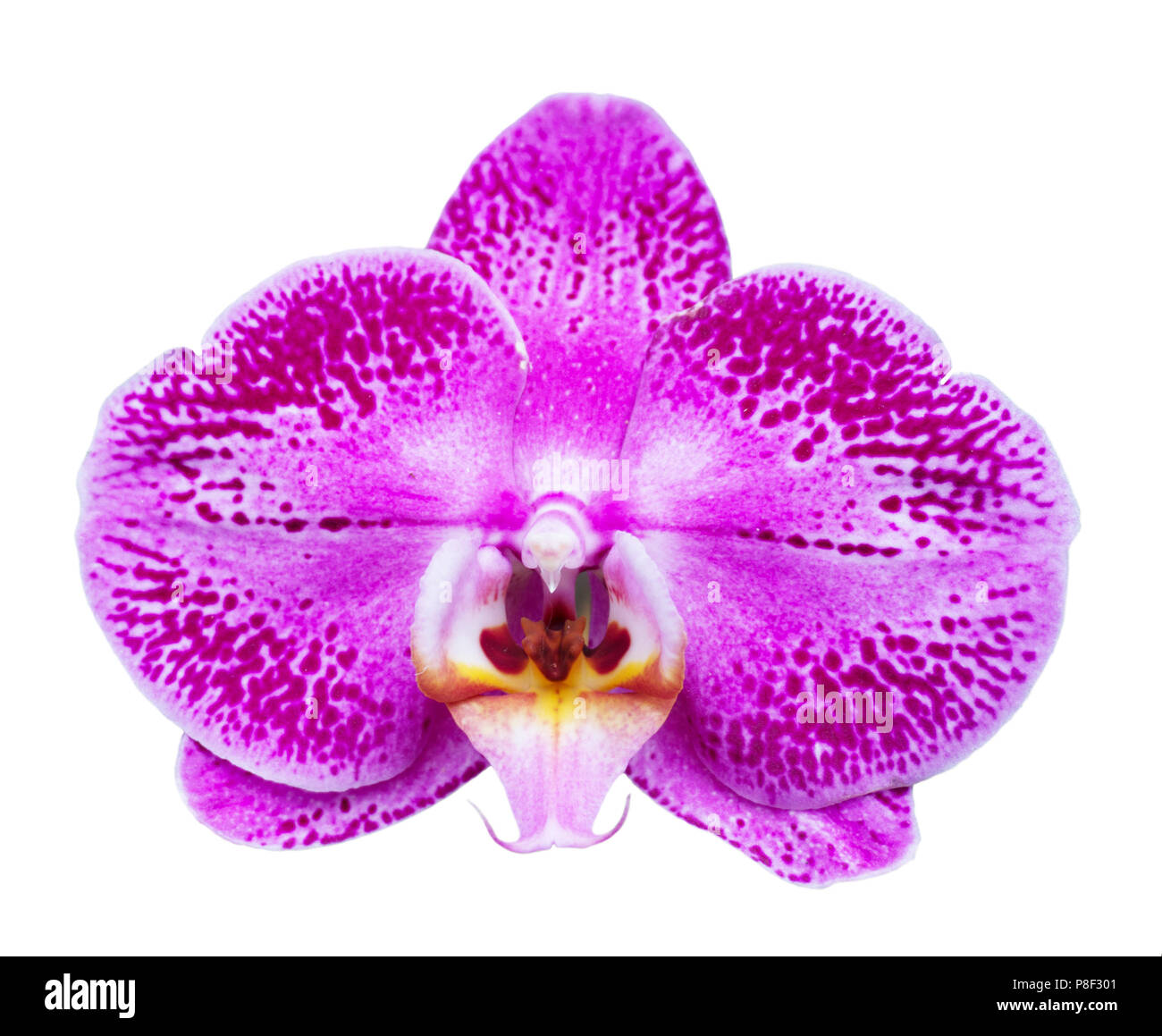 Dyed flower -Fotos und -Bildmaterial in hoher Auflösung – Alamy