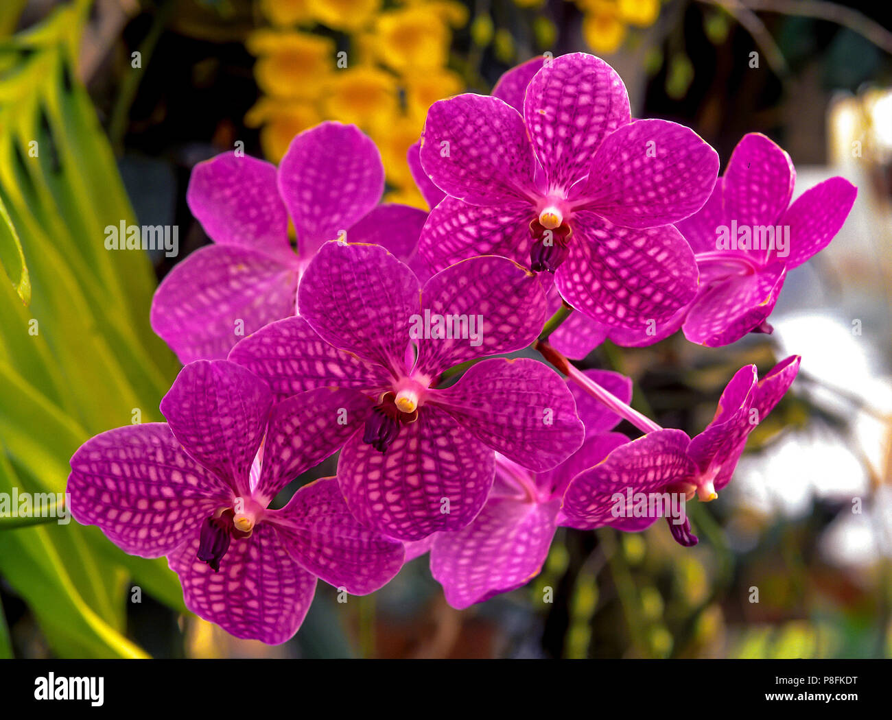 Orchidea vanda -Fotos und -Bildmaterial in hoher Auflösung – Alamy