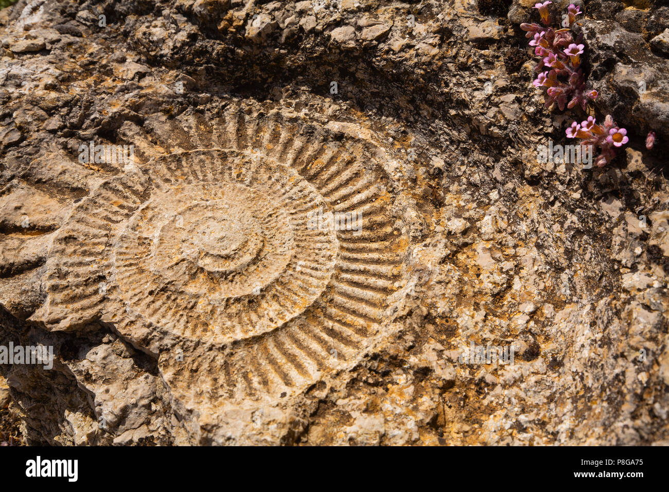 Kalkstein ammonit -Fotos und -Bildmaterial in hoher Auflösung – Alamy