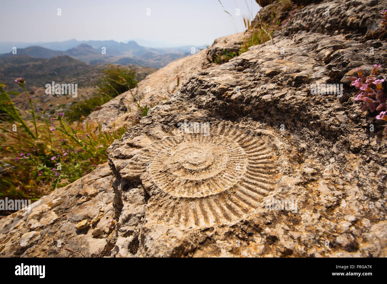 Kalkstein ammonit -Fotos und -Bildmaterial in hoher Auflösung – Alamy