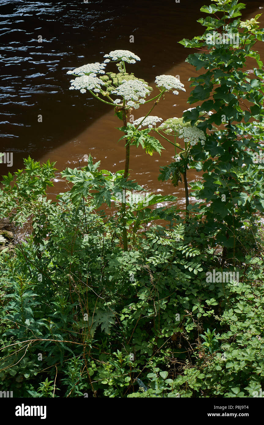 Invasive pflanze -Fotos und -Bildmaterial in hoher Auflösung – Alamy