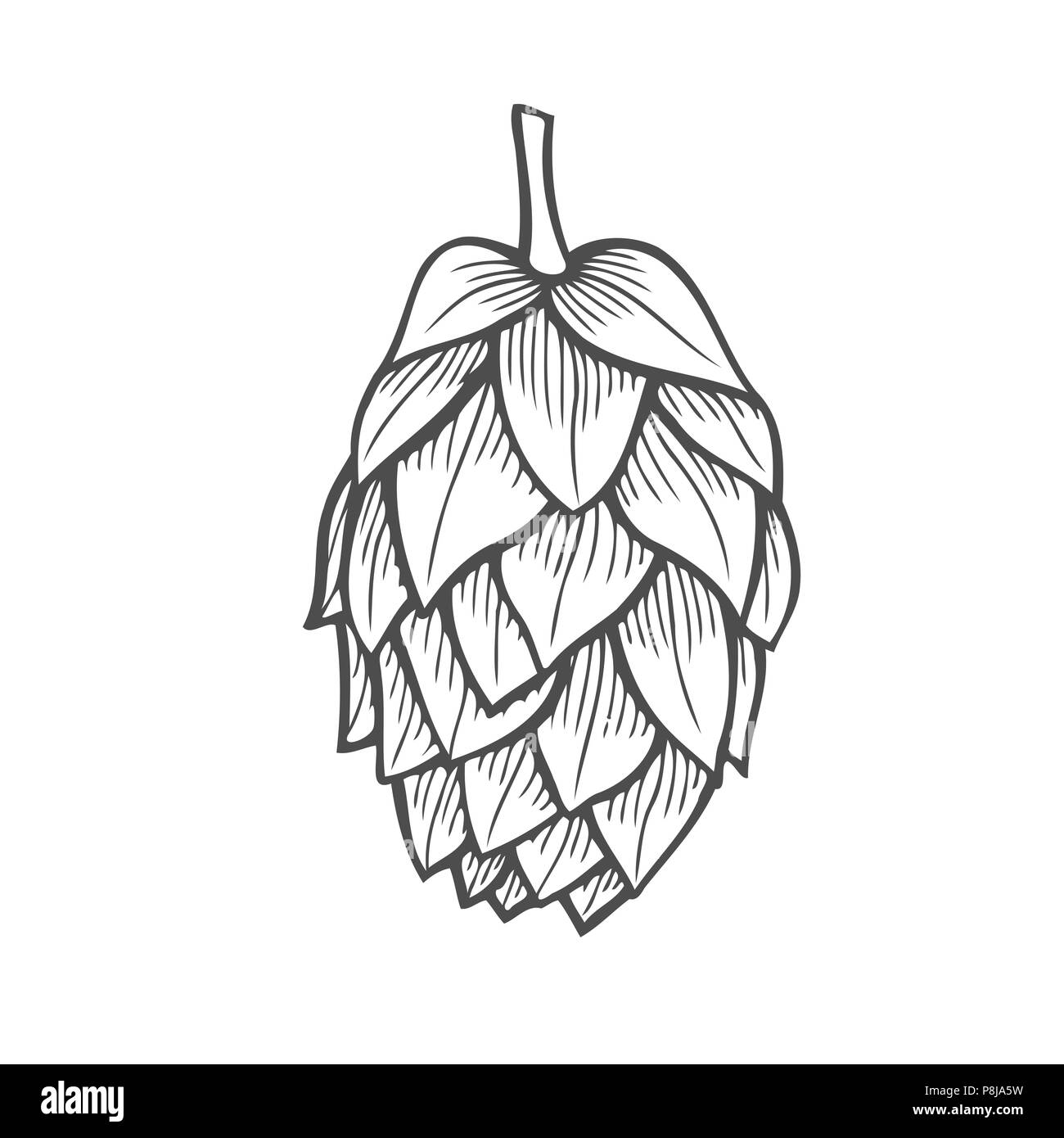 Hand gezeichnet Vector Illustration von Hopfen. Auf weissem Hintergrund ...