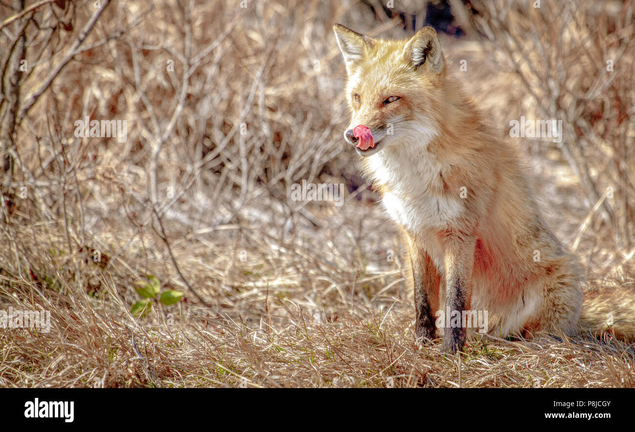 Fuchs nase -Fotos und -Bildmaterial in hoher Auflösung – Alamy