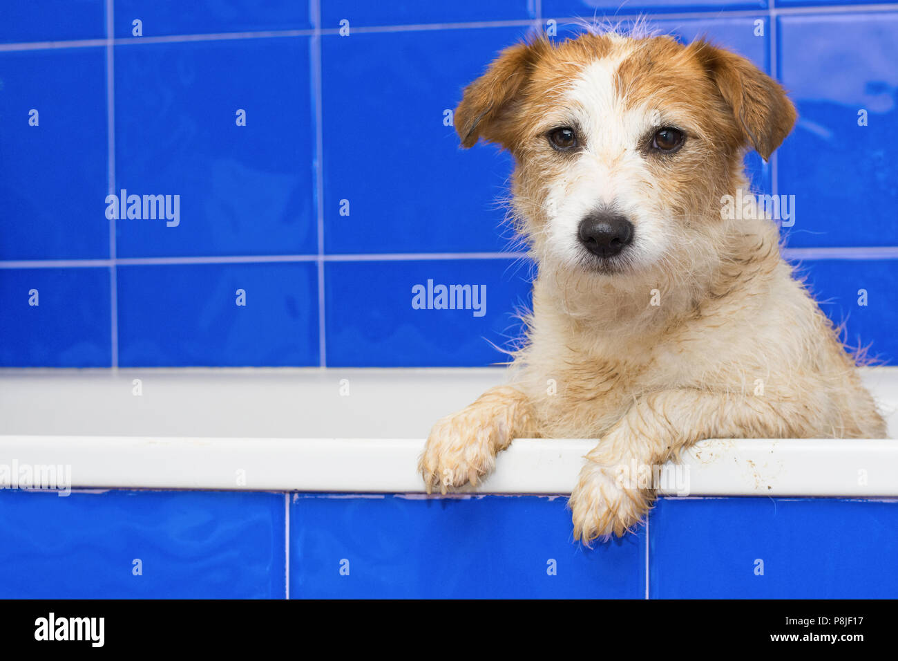 Dreckiger hund badewanne -Fotos und -Bildmaterial in hoher Auflösung ...