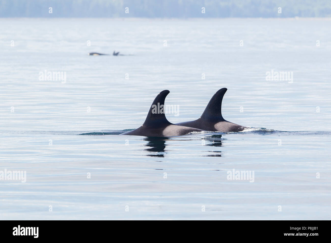 Black orca -Fotos und -Bildmaterial in hoher Auflösung – Alamy