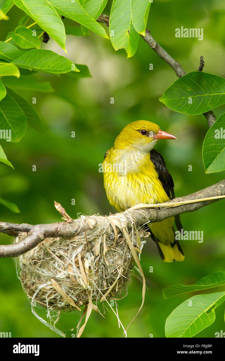 Pirol nest -Fotos und -Bildmaterial in hoher Auflösung – Alamy