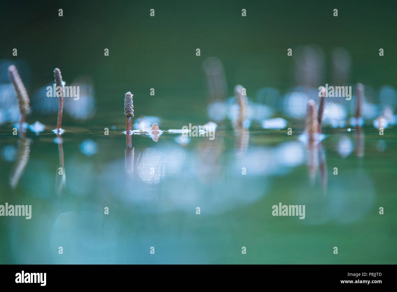 Fenn vegetation -Fotos und -Bildmaterial in hoher Auflösung – Alamy