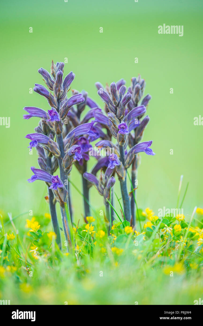 Broomrape family orobanchaceae -Fotos und -Bildmaterial in hoher ...