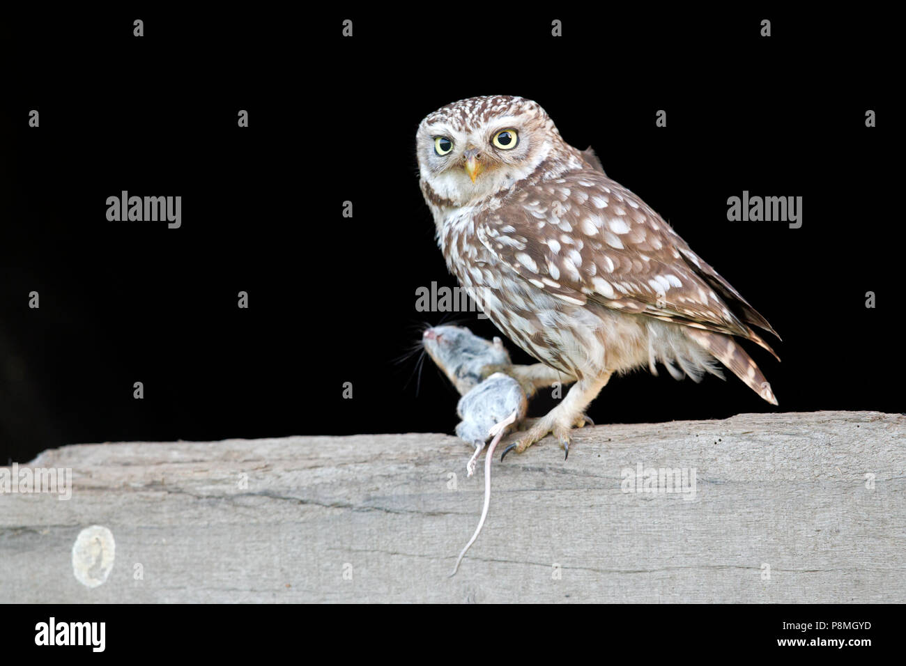Erwachsene jagdmaus -Fotos und -Bildmaterial in hoher Auflösung – Alamy