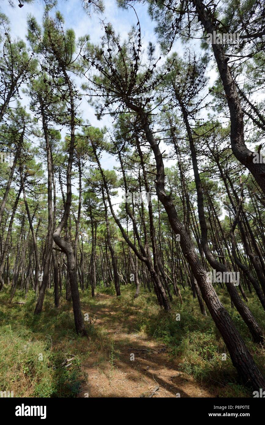 Maritime pine -Fotos und -Bildmaterial in hoher Auflösung – Alamy