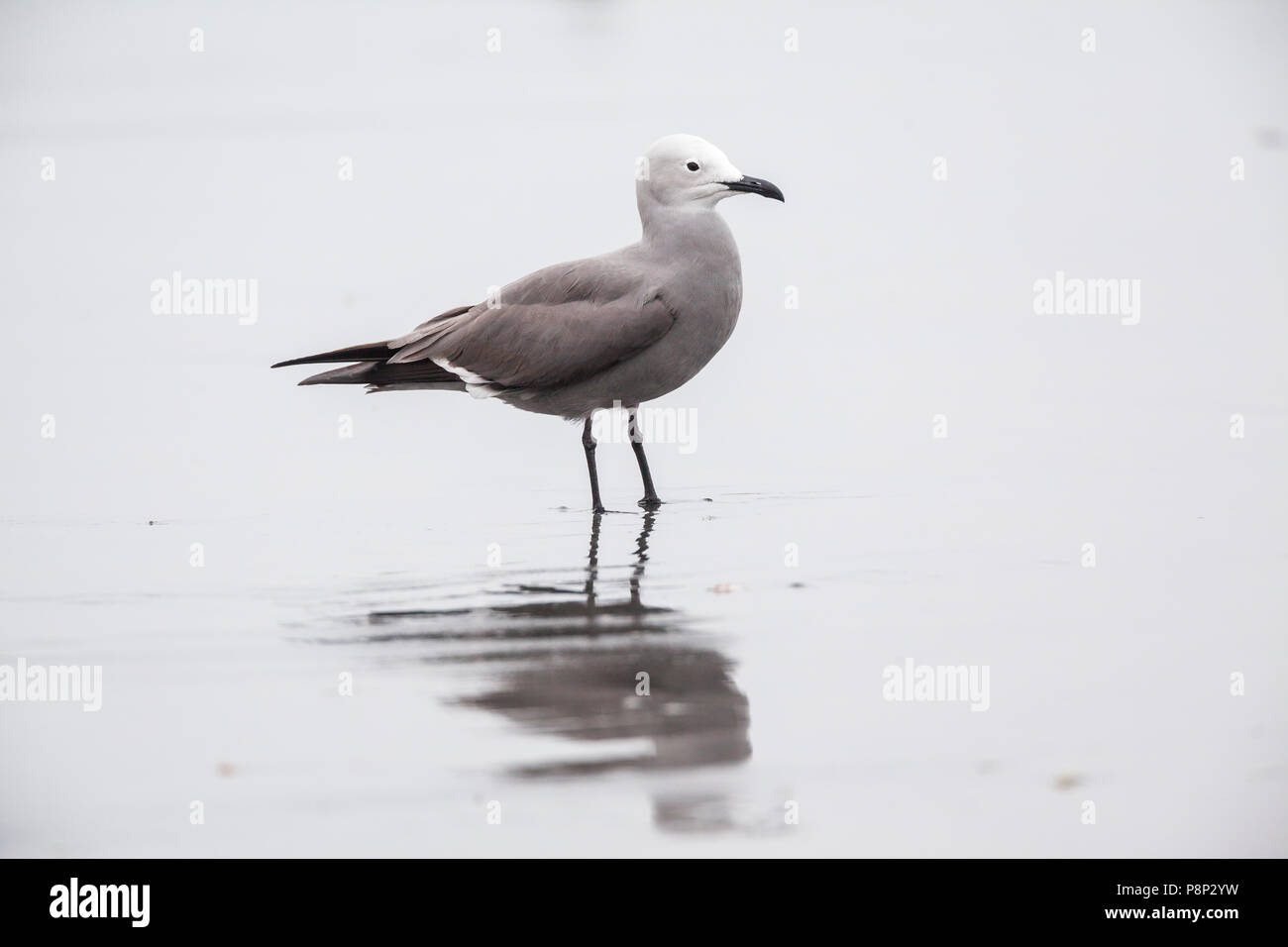 Graue möwe leucophaeus modestus -Fotos und -Bildmaterial in hoher ...