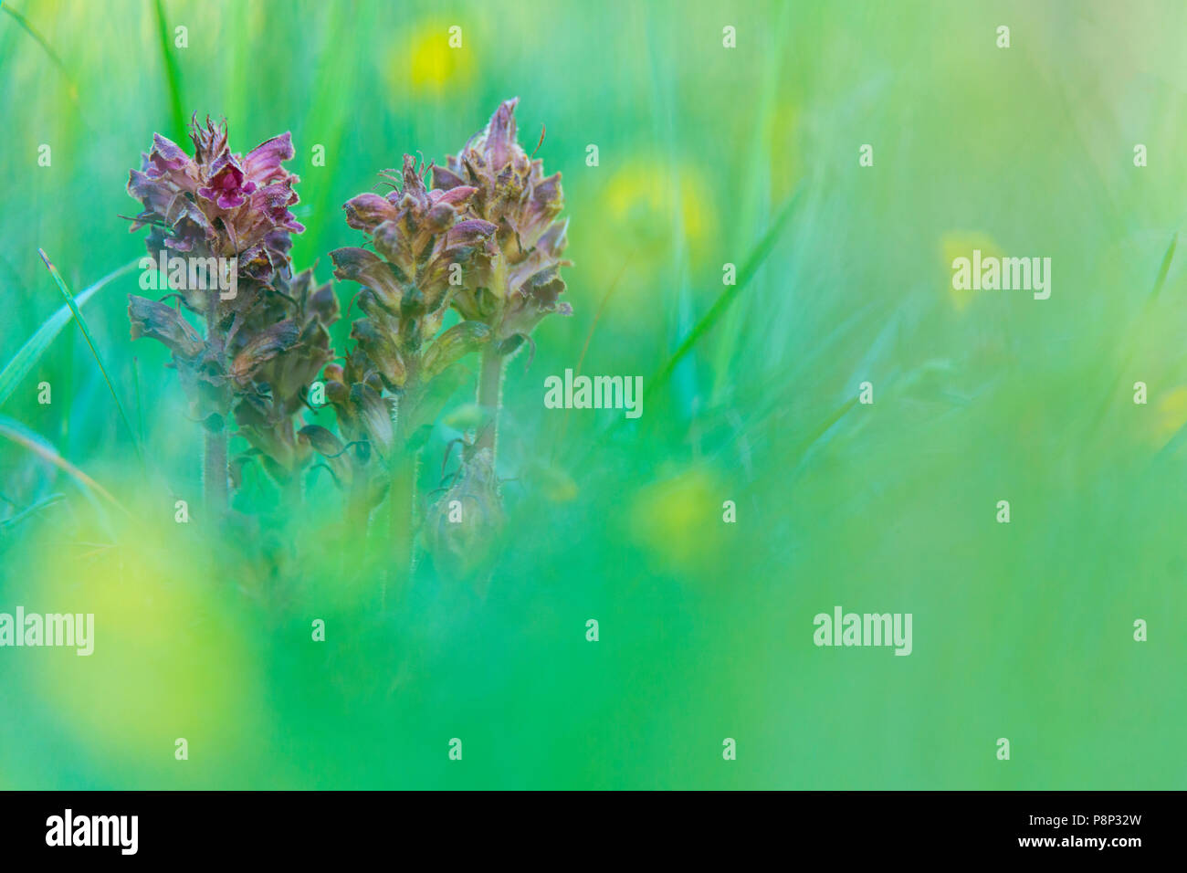 Broomrape family orobanchaceae -Fotos und -Bildmaterial in hoher ...