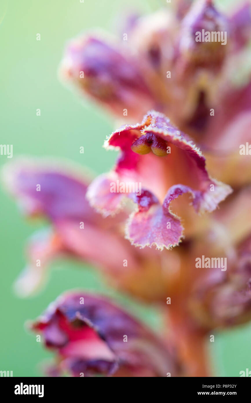 Broomrape family orobanchaceae -Fotos und -Bildmaterial in hoher ...