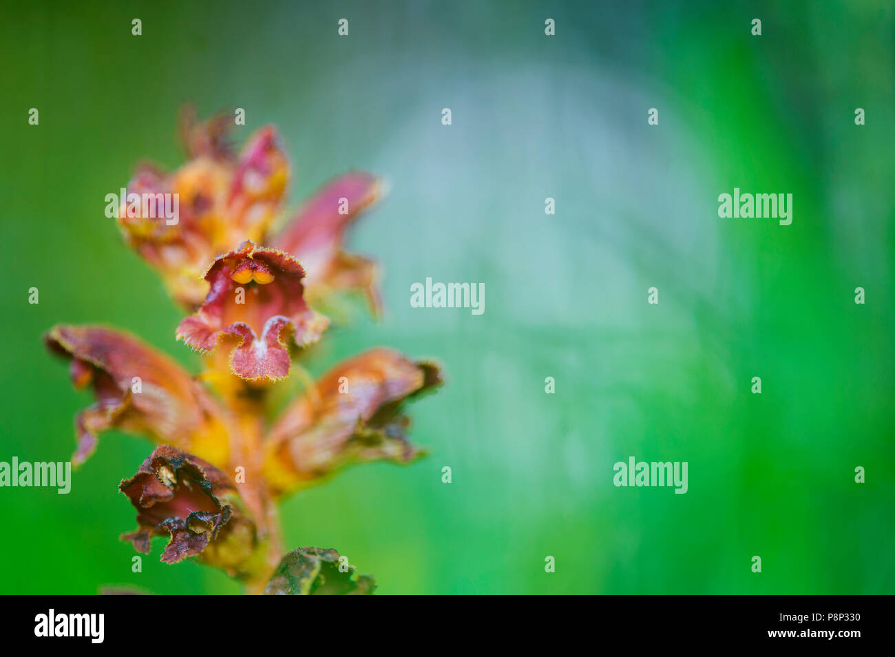 Broomrape family orobanchaceae -Fotos und -Bildmaterial in hoher ...