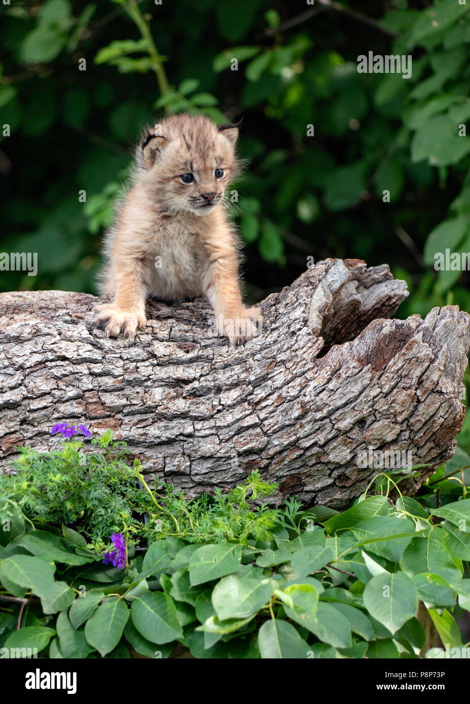 Kanadischer luchs -Fotos und -Bildmaterial in hoher Auflösung – Alamy