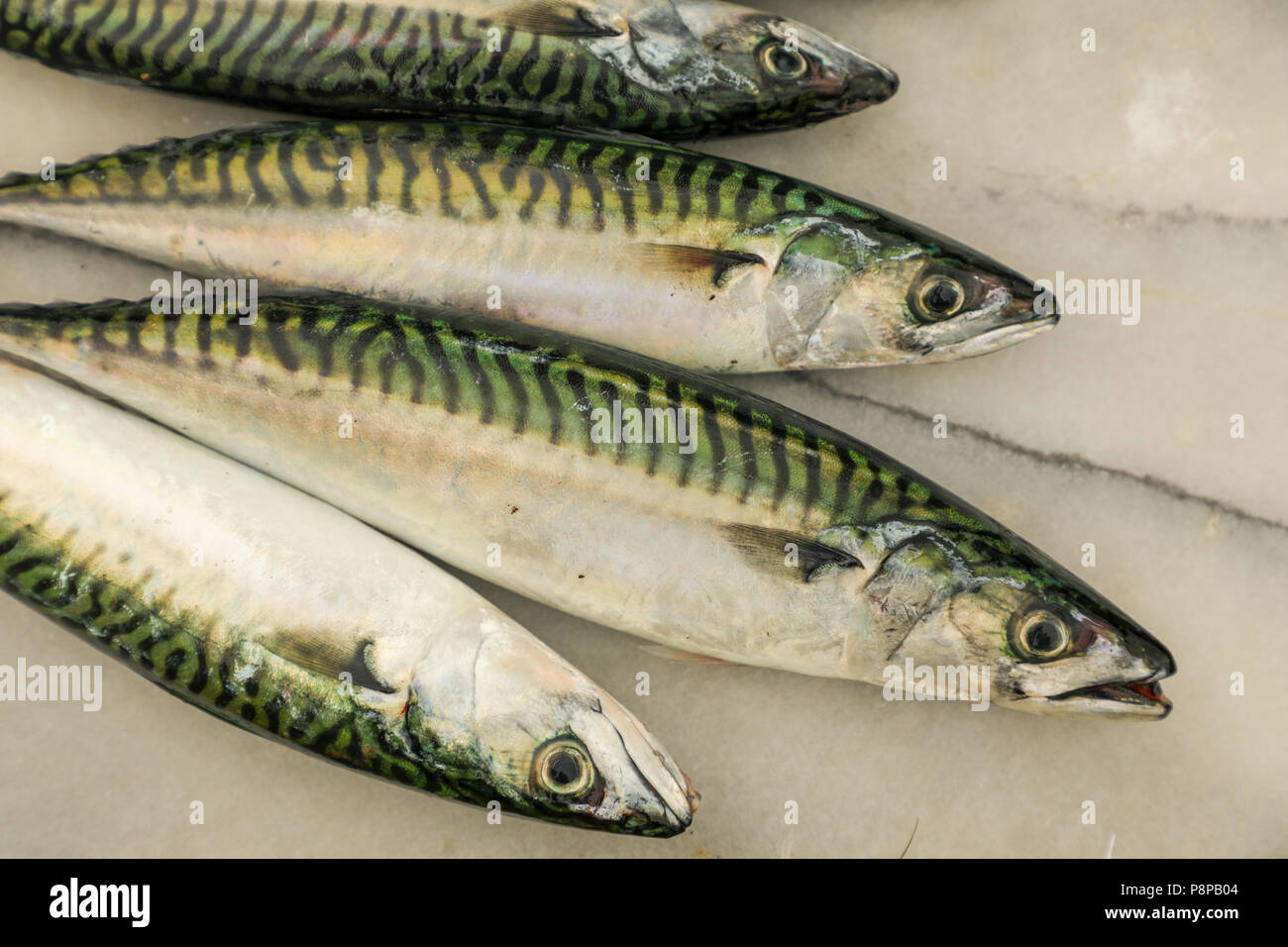 Atlantische Makrelen Stockfotos und -bilder Kaufen - Alamy