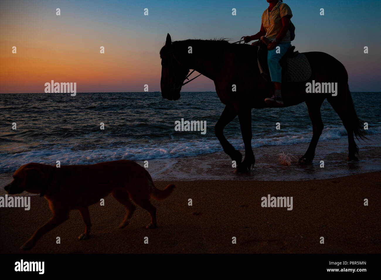 Menschen pferd hund strand -Fotos und -Bildmaterial in hoher Auflösung – Alamy
