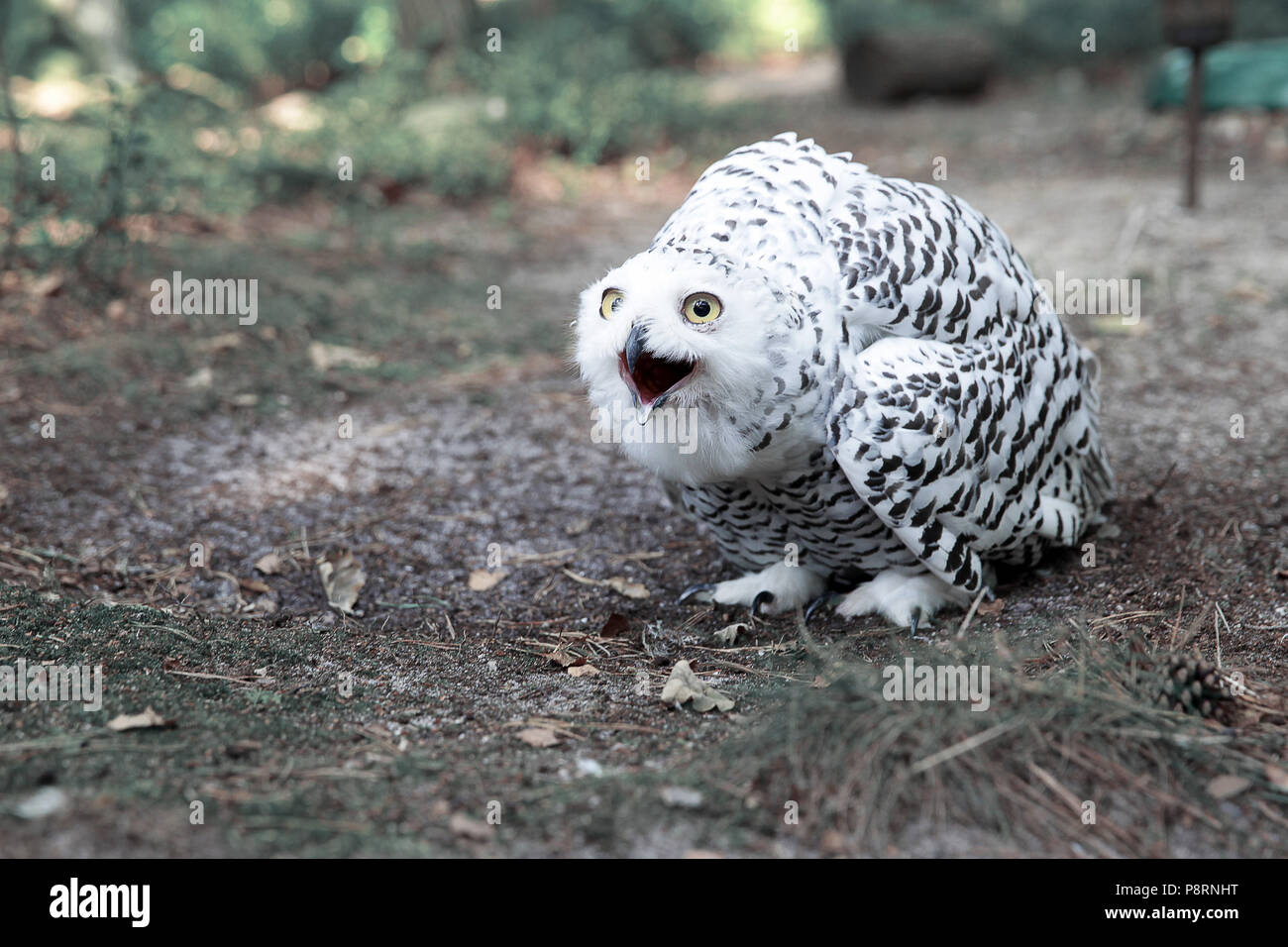 Polareule knast -Fotos und -Bildmaterial in hoher Auflösung – Alamy