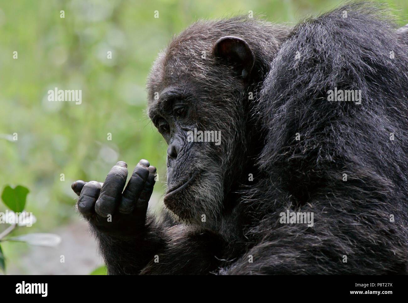 Chimpanzee human hand -Fotos und -Bildmaterial in hoher Auflösung – Alamy