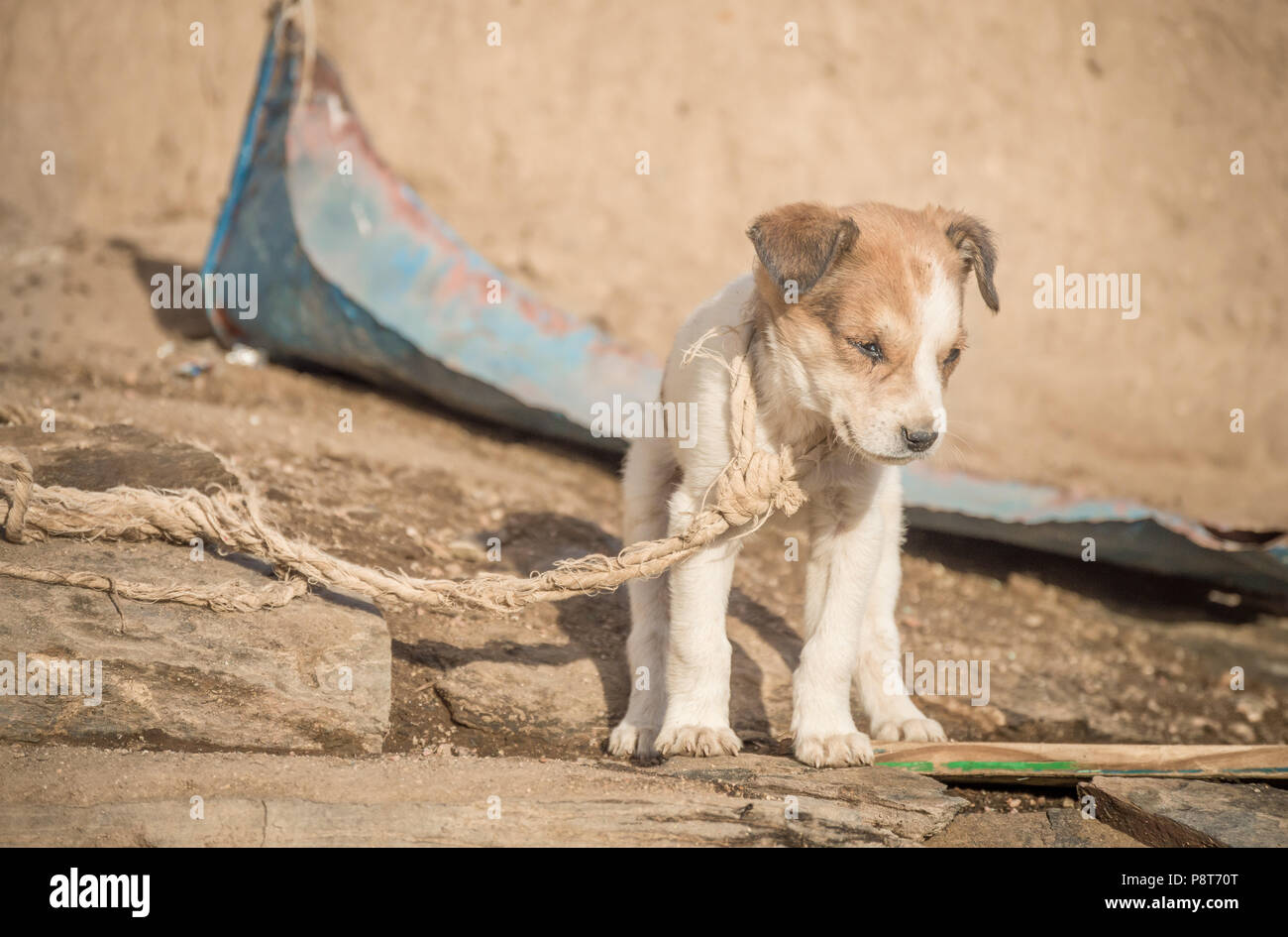 Während ich war zu Fuß in heisa Insel fand ich diese traurige Hund er ...