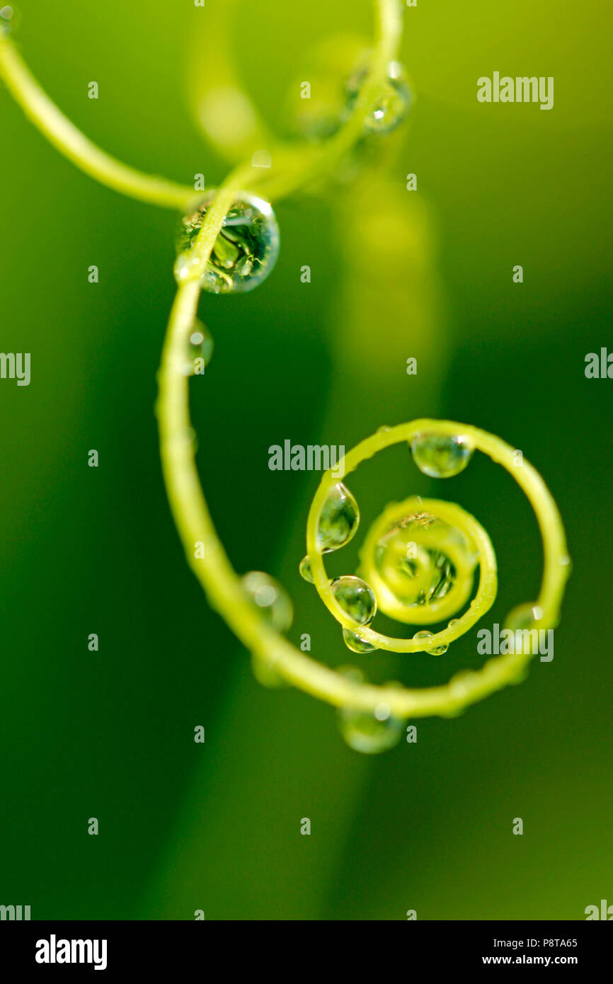 Geschweifte ranke -Fotos und -Bildmaterial in hoher Auflösung – Alamy